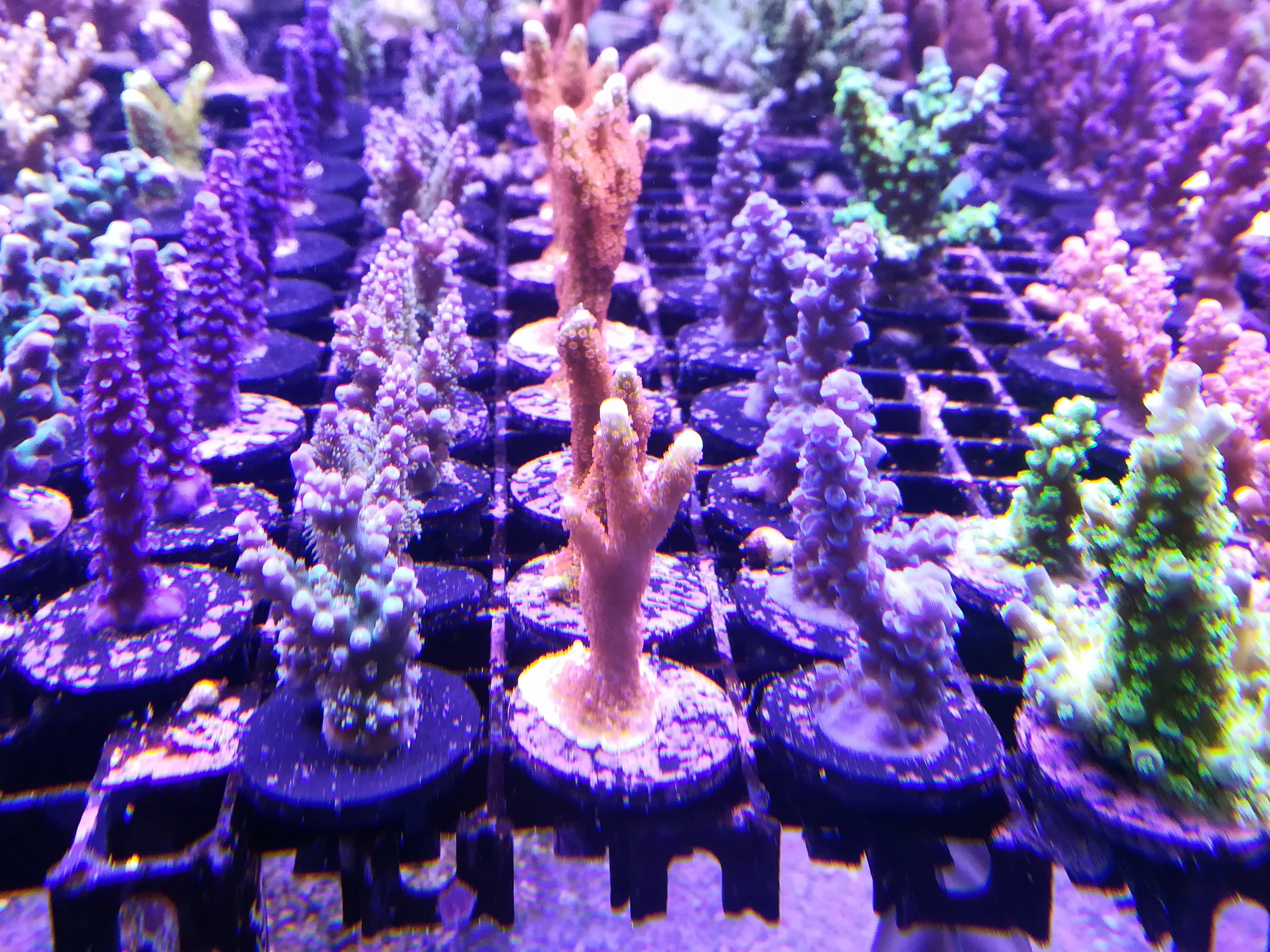 ReefNature Meerwasser Shop Korallen Anemonen