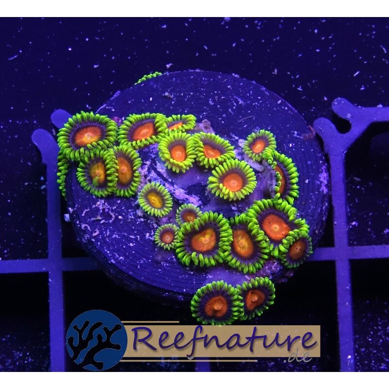 Zoanthus "Red Dragon Eye" ab 3 Polypen, 23,00