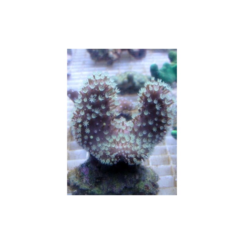 Lobophytum sp. - Fingerlederkoralle Durchm. ab 6cm, 30,00