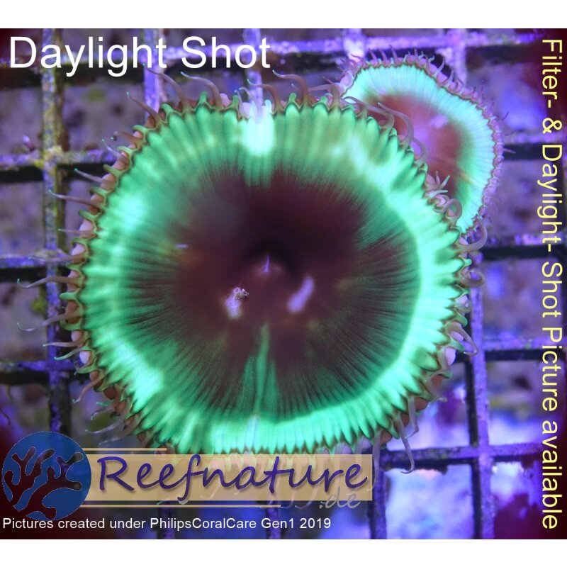 Palythoa Grandis Yellow/Green Glow Cinnamon 1 Polyp, 23,00