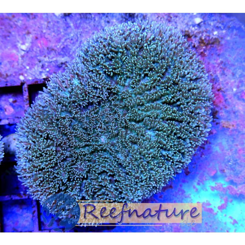 Merulina ampliata Grün-Blau, 19,00