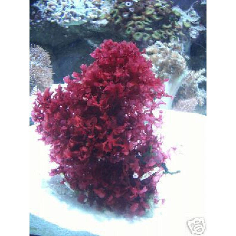 Rote Alge - Halymenia sp., 10,00