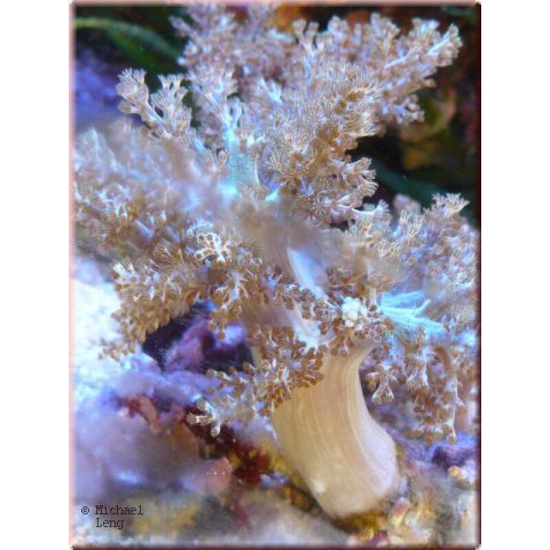 Capnella imbricata - Bäumchenweichkoralle, 19,00