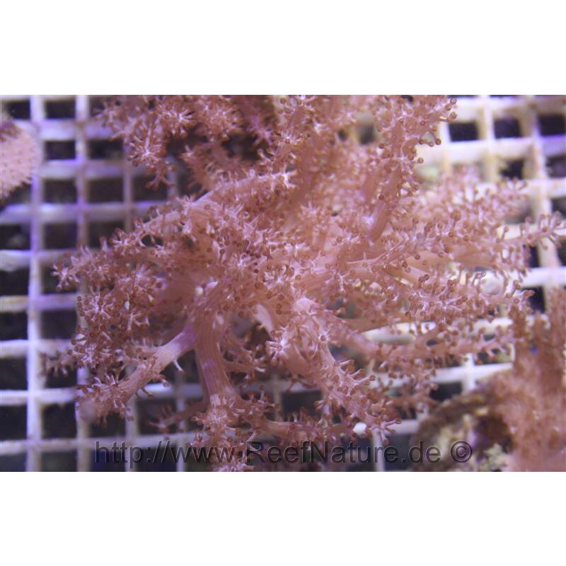 Capnella sp.02 - Bäumchenweichkoralle, 19,00