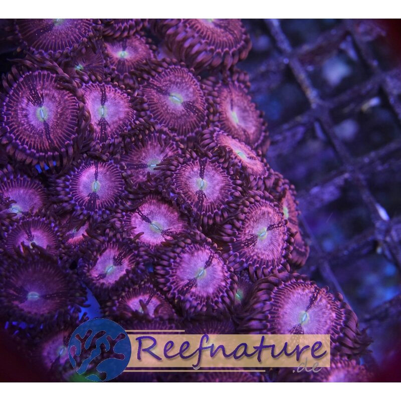 ReefNature Meerwasser Shop Korallen Anemonen