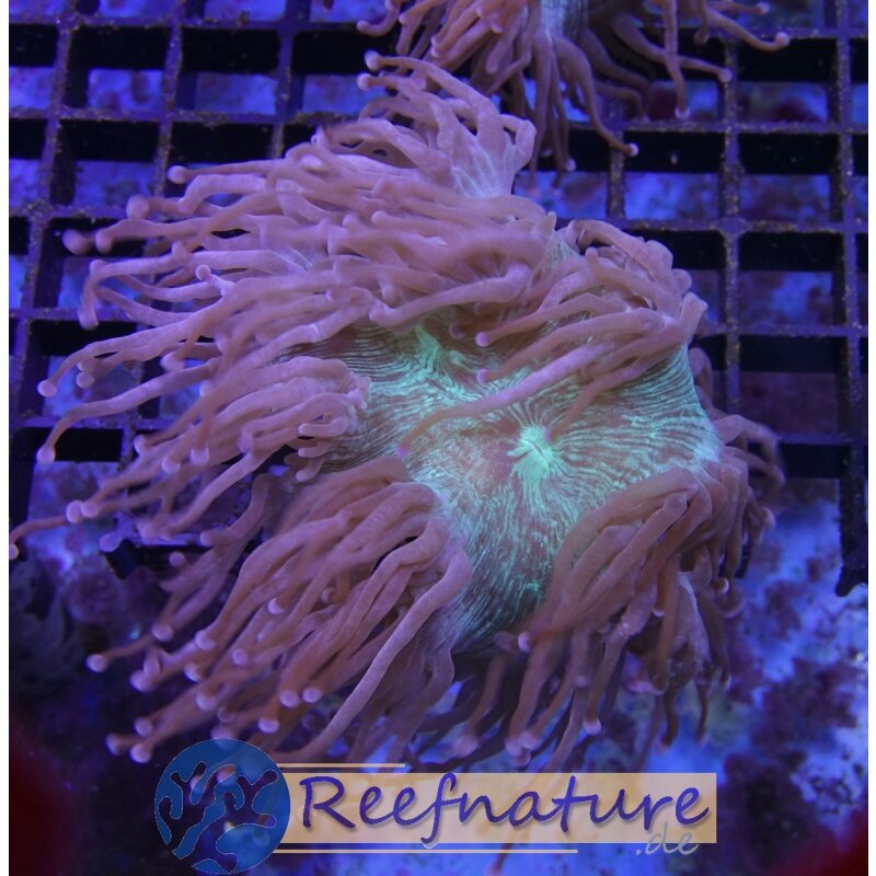 Catalaphyllia sp. (Indonesien) small ca.5-8cm Durchmesser, 69,00