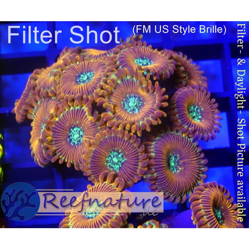 Zoanthus "Red Magician" ab 4 Polypen, 23,00