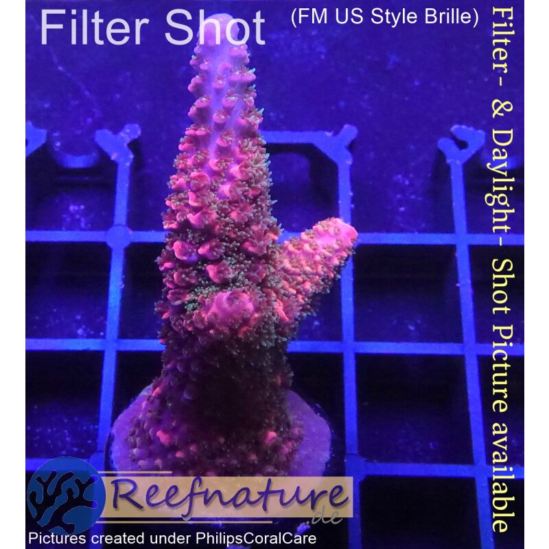 Acropora red Staghorn - Red Robin, 49,00