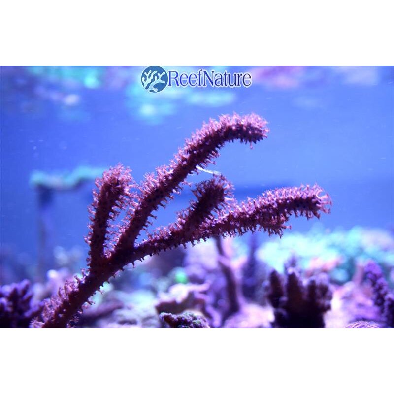 Rumphella sp - Gorgonie, 18,00