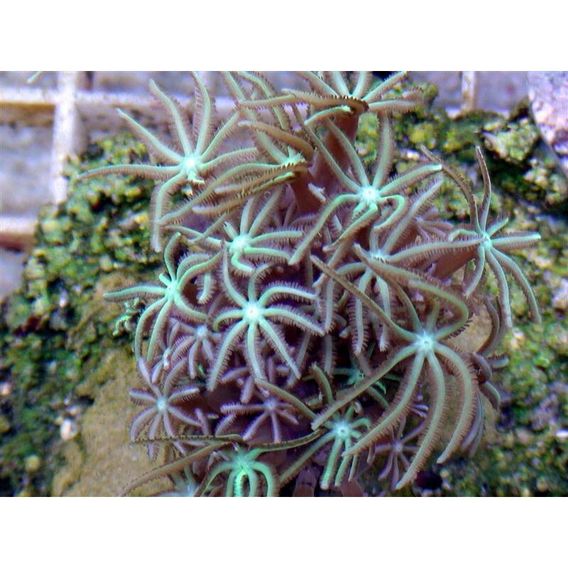 Tubipora musica - Orgelkoralle, 20,00