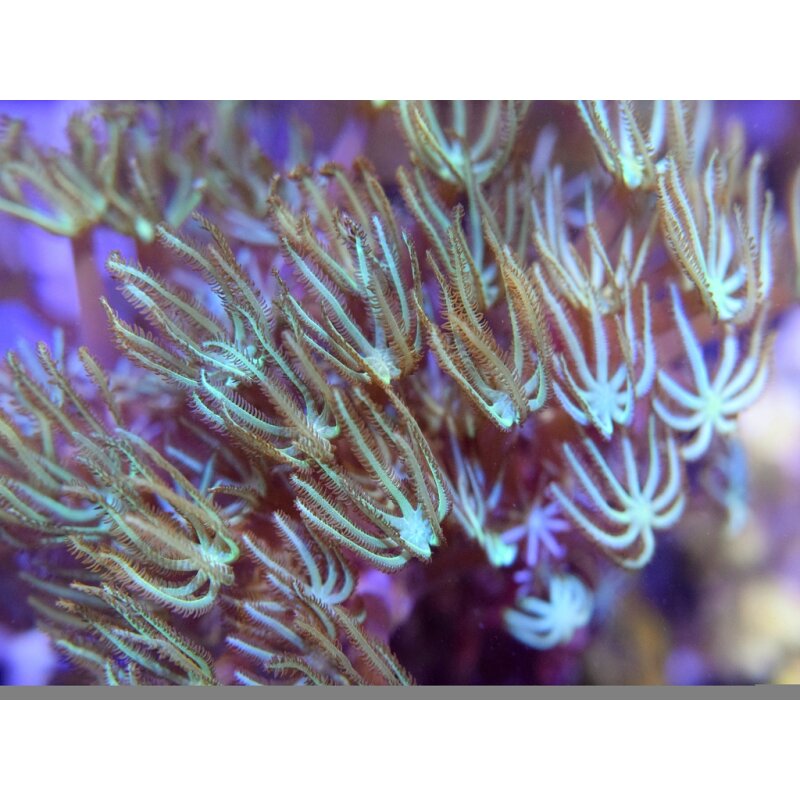 Tubipora musica - Orgelkoralle, 20,00