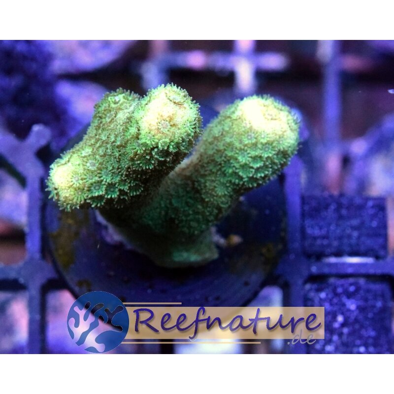 Porites cylindrica Gelb, 19,00