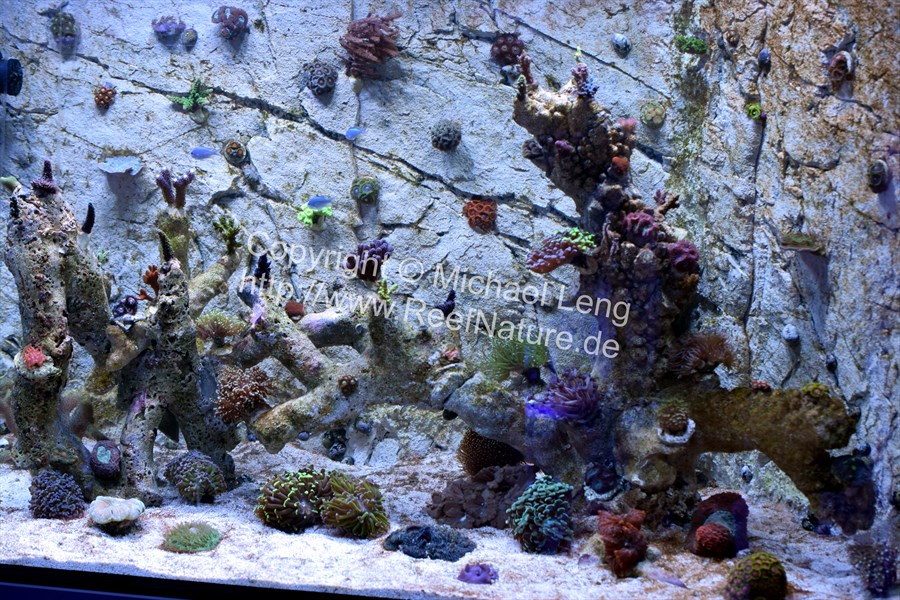 ReefNature Meerwasser Shop Korallen Anemonen